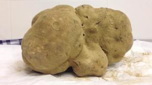 World’s Largest Truffle Discovered In Italy Likely To Sell For More ...